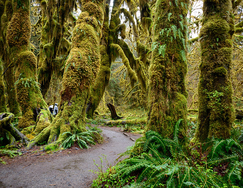 Rainforest Vacation Rentals - Forks, the Hoh Rainforest and Beyond!